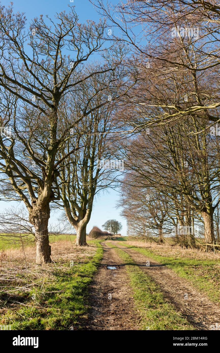 Bare leafless trees line a track of the Centenary Way long distance ...