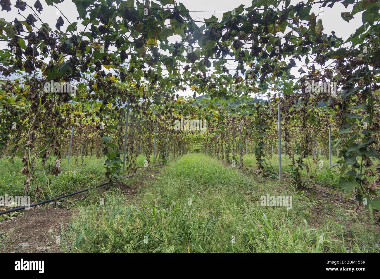 Passion fruit farm hi-res stock photography and images - Alamy