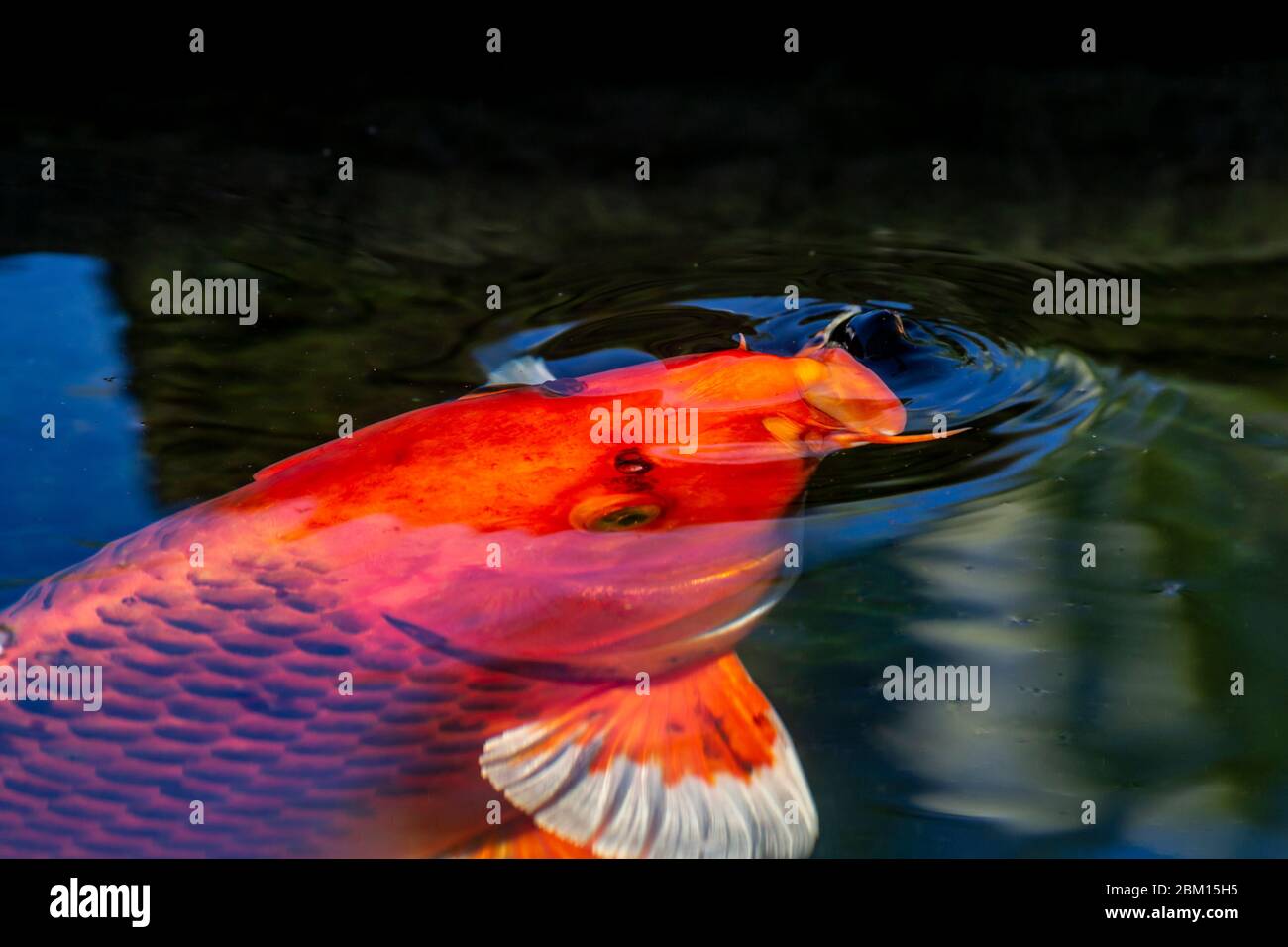 Colourful Koi Carp coming to the surface of the pond after food ...