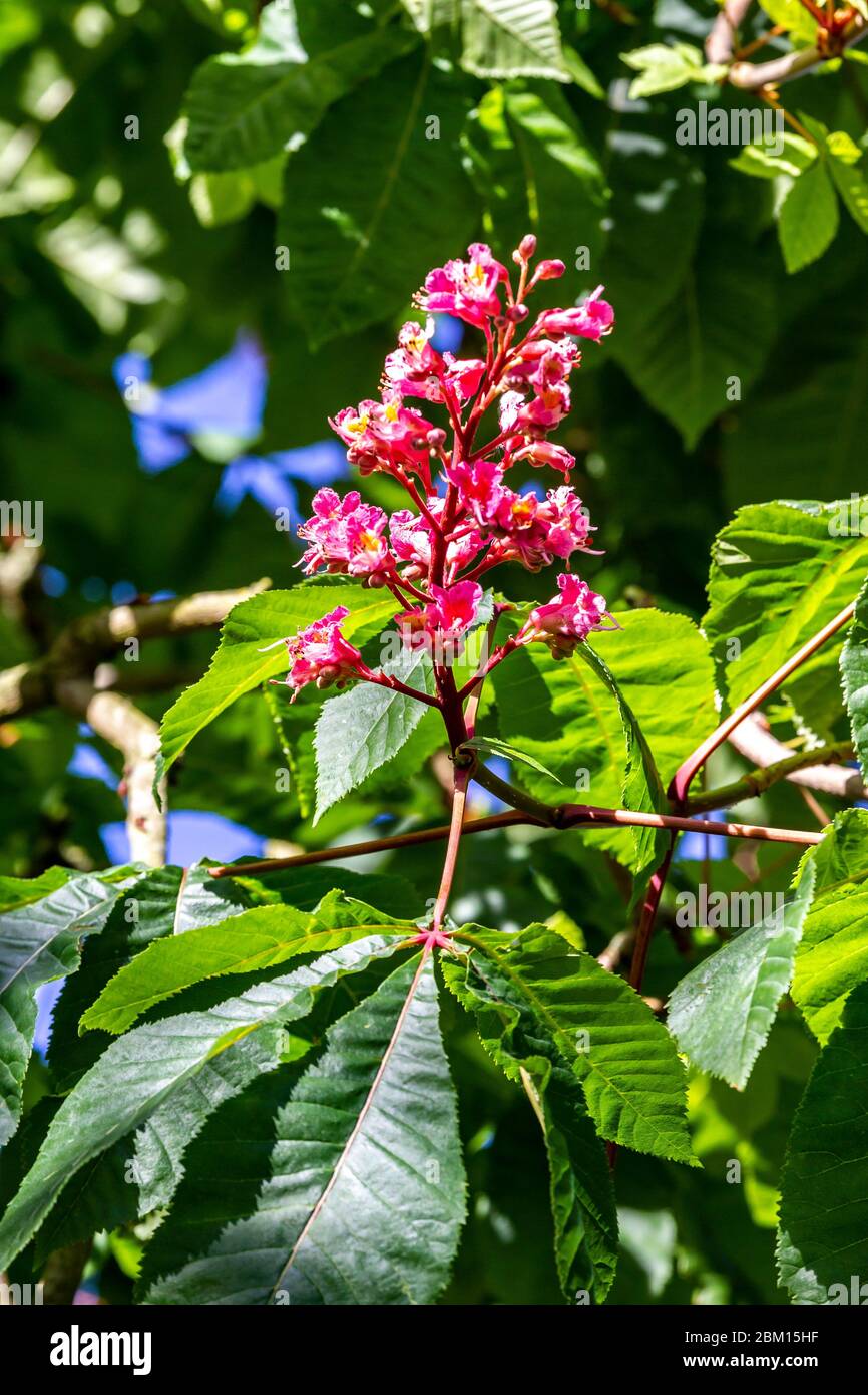 The Pink flower of the Red Horse-chestnut. Aesculus carnea (Aesculus ...