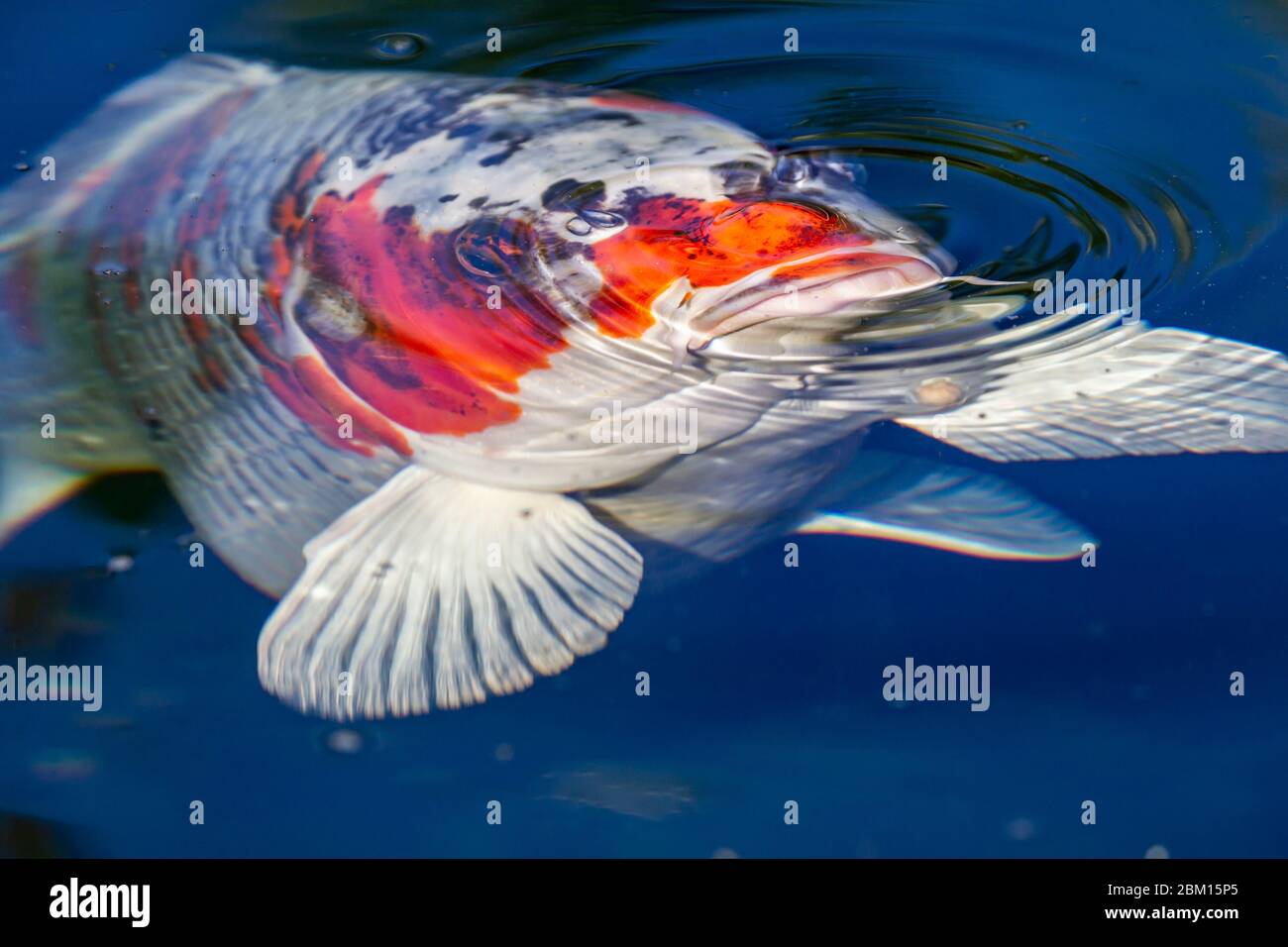 Colourful Koi Carp coming to the surface of the pond after food ...