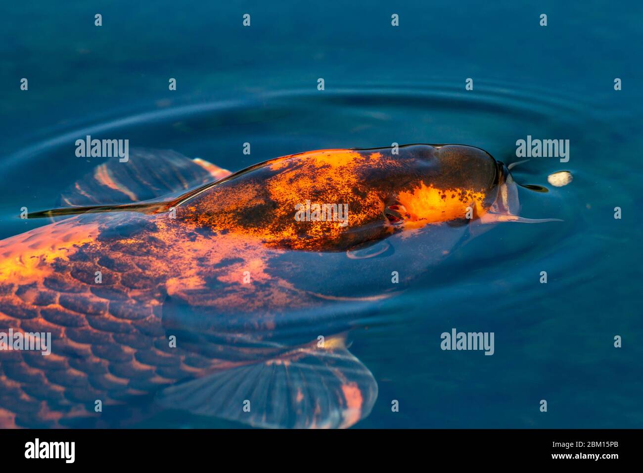 Colourful Koi Carp coming to the surface of the pond after food ...