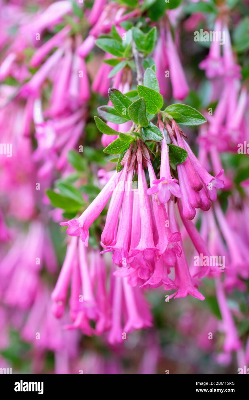 Tubular cherry-red flowers of Mexican Abelia, vesalea floribunda ...
