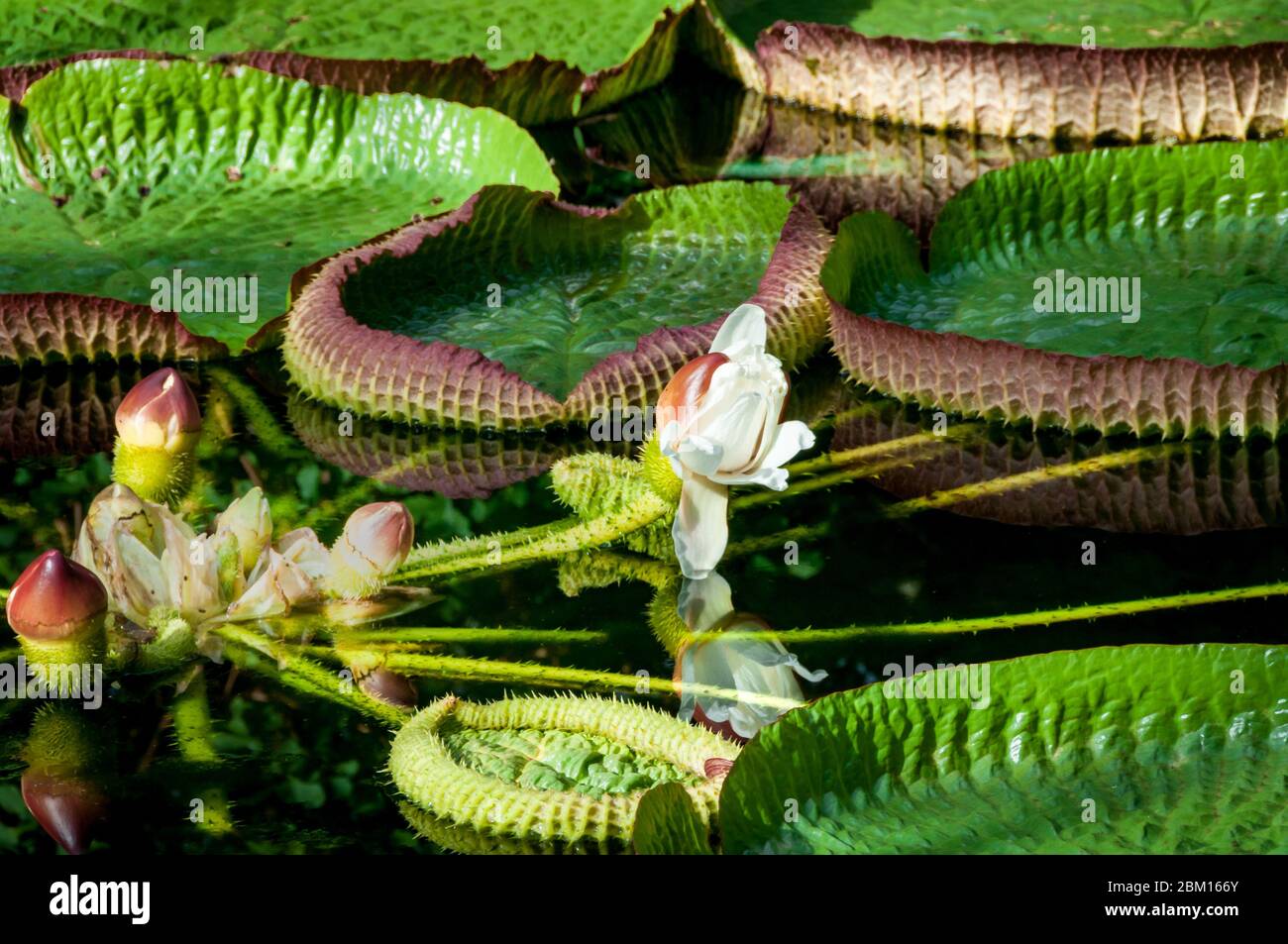 Victoria amazonica sowerby hi-res stock photography and images - Alamy