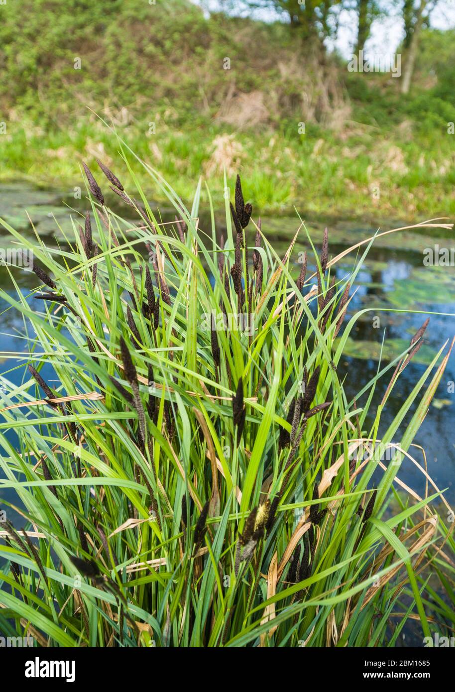 Sedge reed hi-res stock photography and images - Alamy