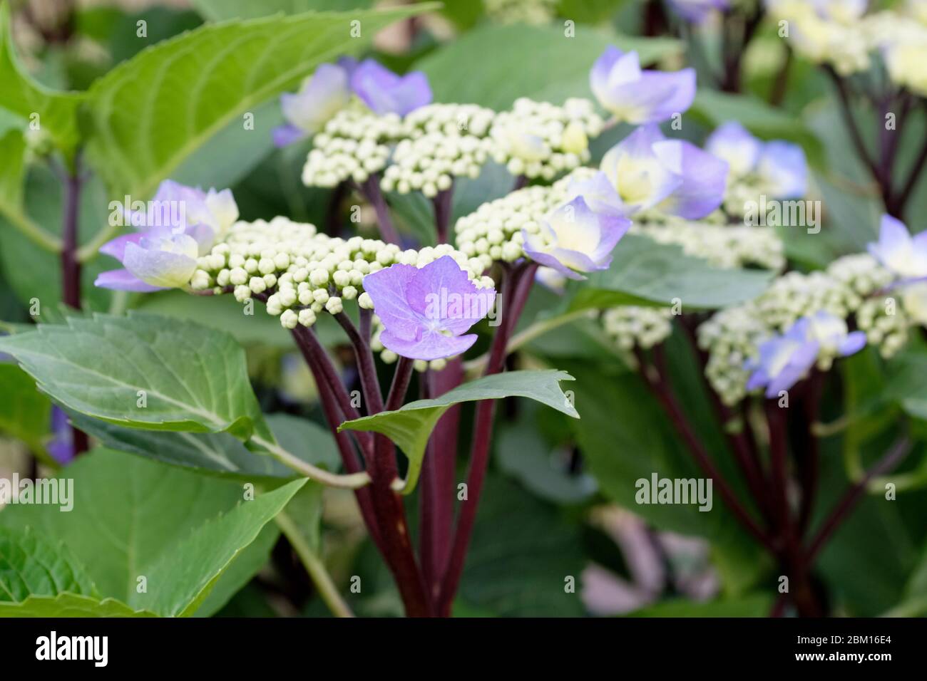 Blue lacecap flowers of Hydrangea macrophylla Zorro, Lacecap 'Zorro Blue Stock Photo - Alamy