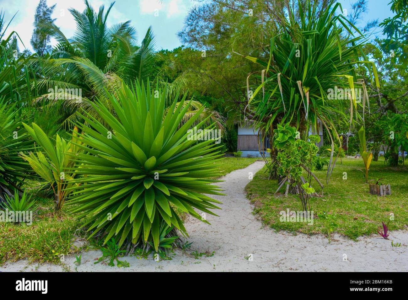 Beautiful path in the fine white sand passing near an agave plant, a ...