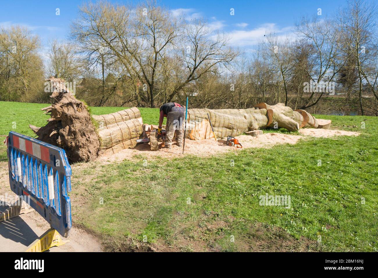 Tree surgeon cutting up fallen tree with a chainsaw, Hereford UK. March ...