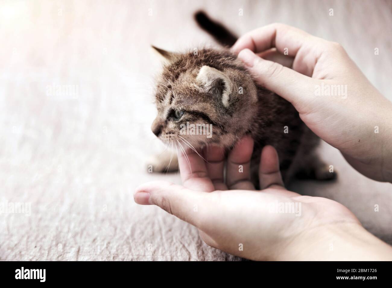 Human feline connection hi-res stock photography and images - Alamy