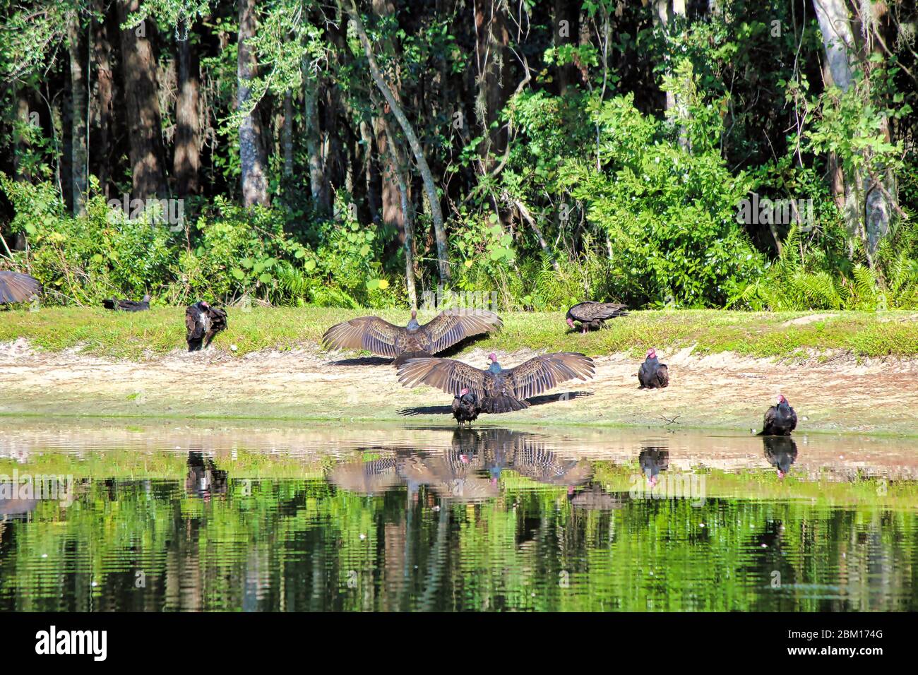 Turkey Buzzards dancing, flapping and drying their wings in Florida ...