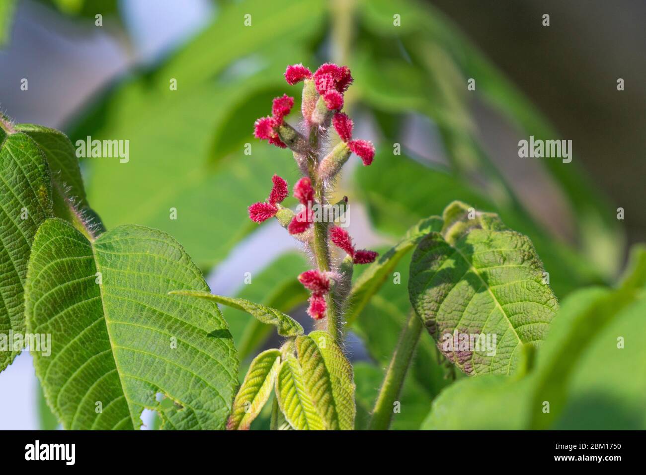 Female inflorescence of Japanese walnut (Juglans ailantifolia), Isehara ...