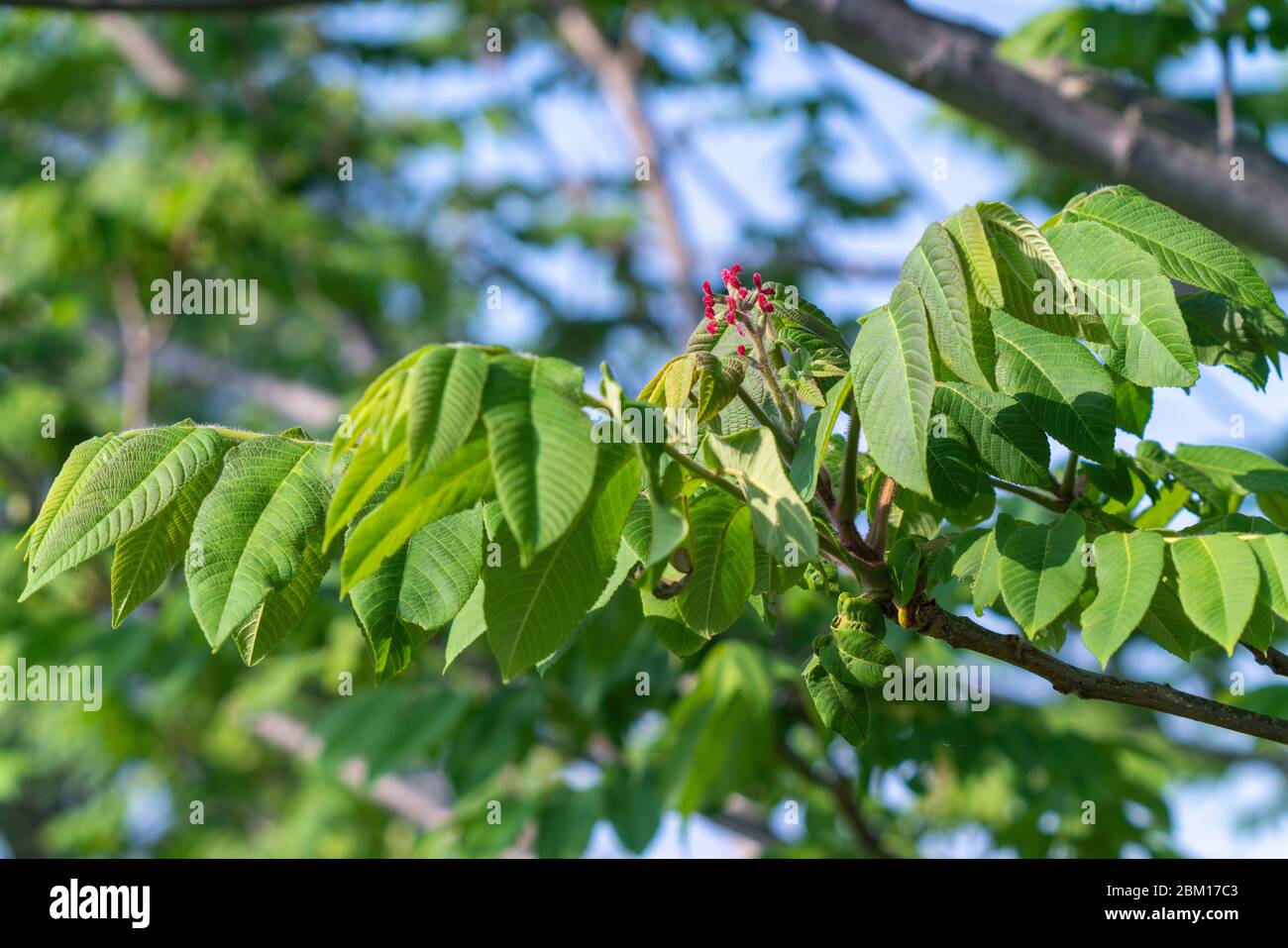 Female inflorescence of Japanese walnut (Juglans ailantifolia), Isehara ...