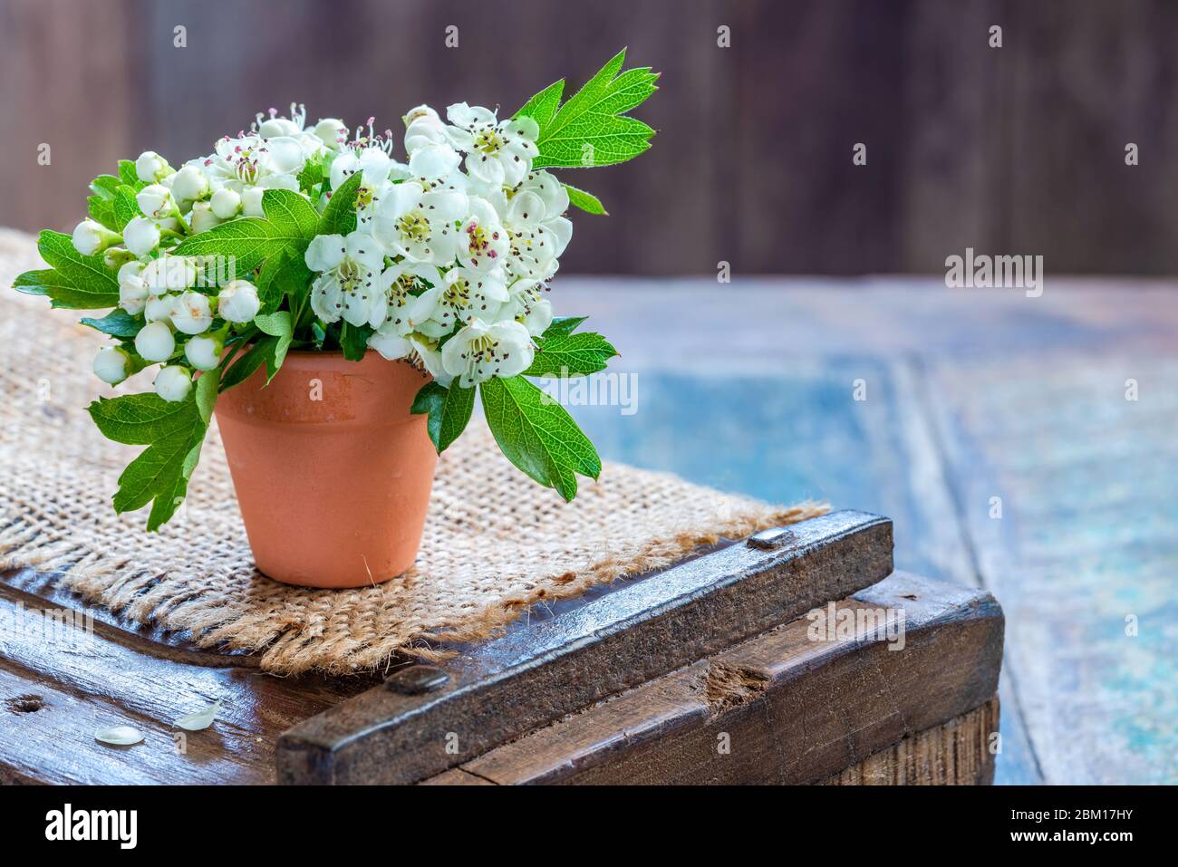 White flowers in a ceramic pot Stock Photo - Alamy