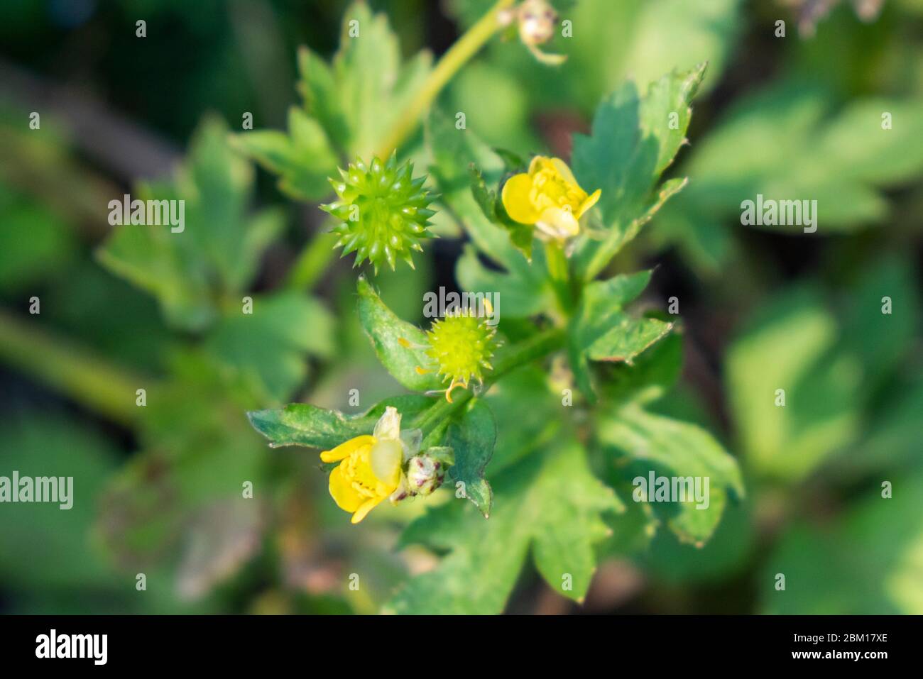 Ranunculus silerifolius, Isehara City, Kanagawa Prefecture, Japan Stock ...