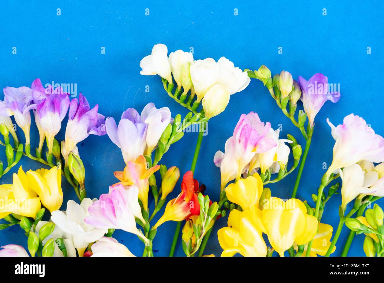 fresh freesia flowers Stock Photo - Alamy