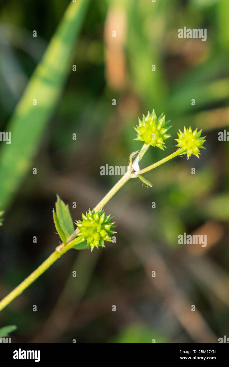 Japanese ranunculus hi-res stock photography and images - Alamy