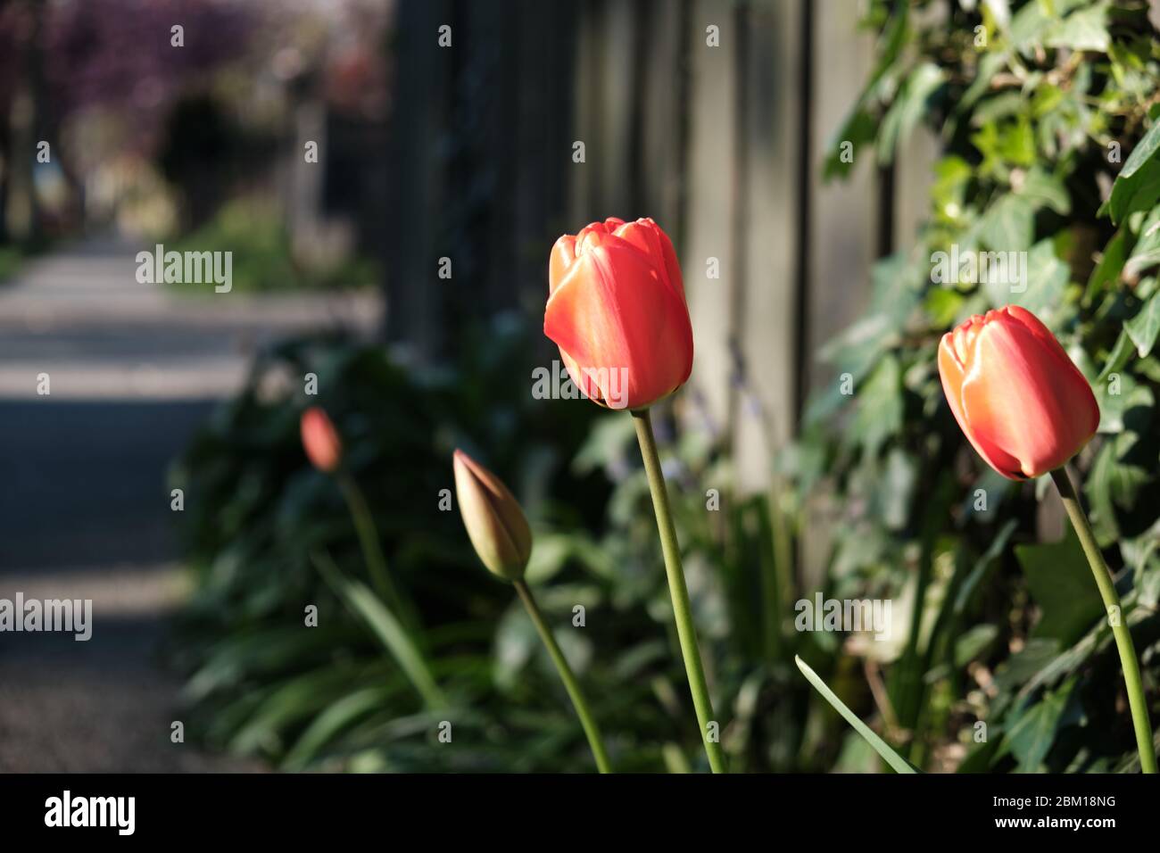 Pink tulip flowers blooming on a sunny day on the sidewalk Stock Photo ...