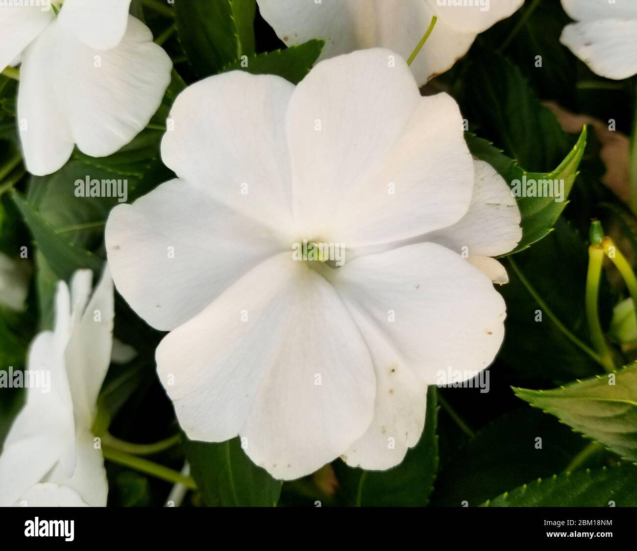 White guinea flower hi-res stock photography and images - Alamy