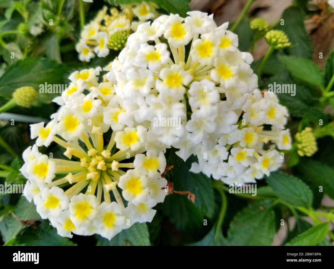 Beautiful white and yellow lantana tiny flowers Stock Photo - Alamy