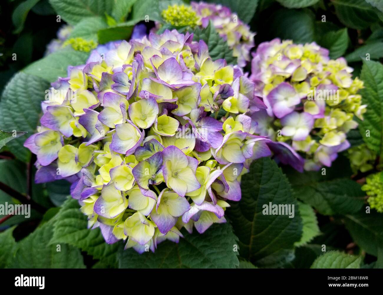 Purple and yellow Hydrangea flowers at full bloom Stock Photo - Alamy