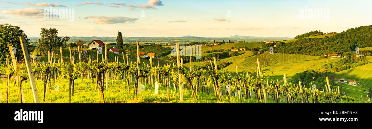 Panorama of vineyards hills in south Styria, Austria. Tuscany like ...