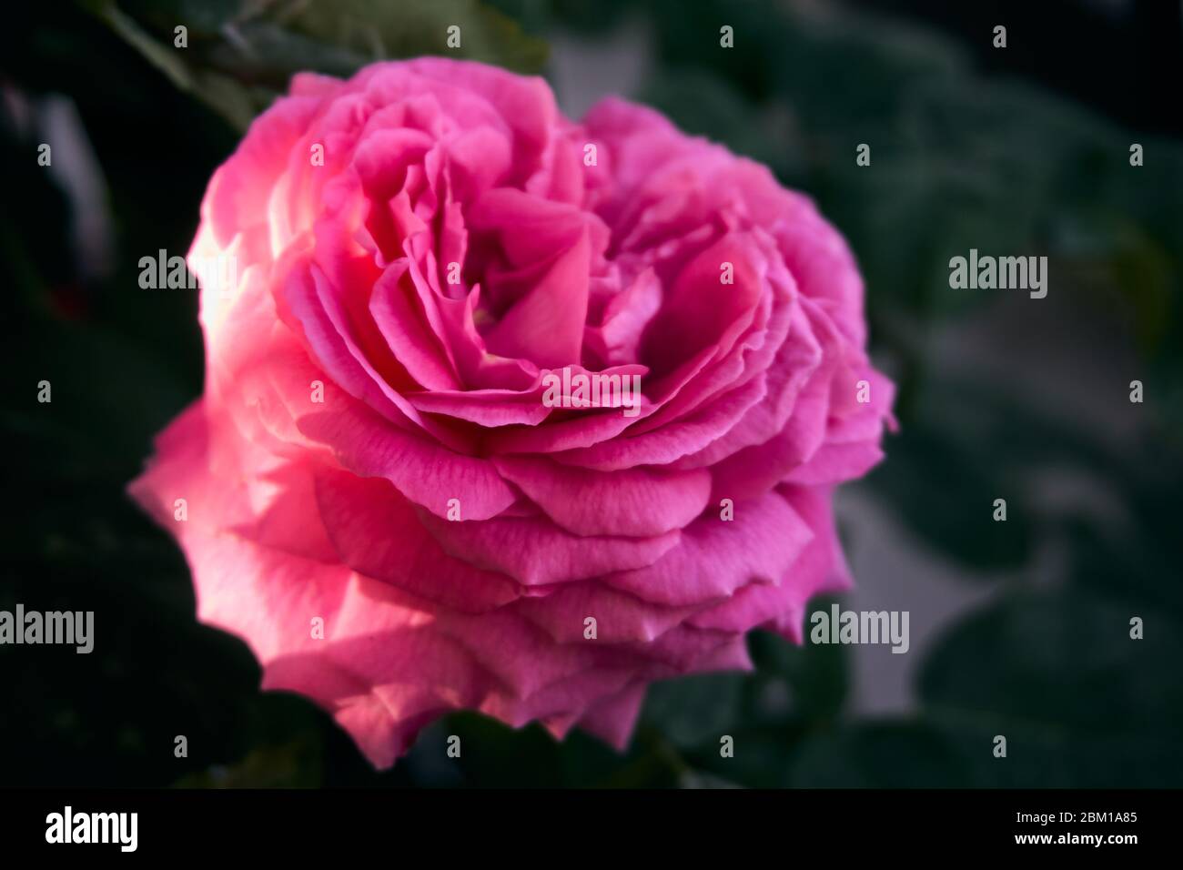 Rose plan hi-res stock photography and images - Alamy