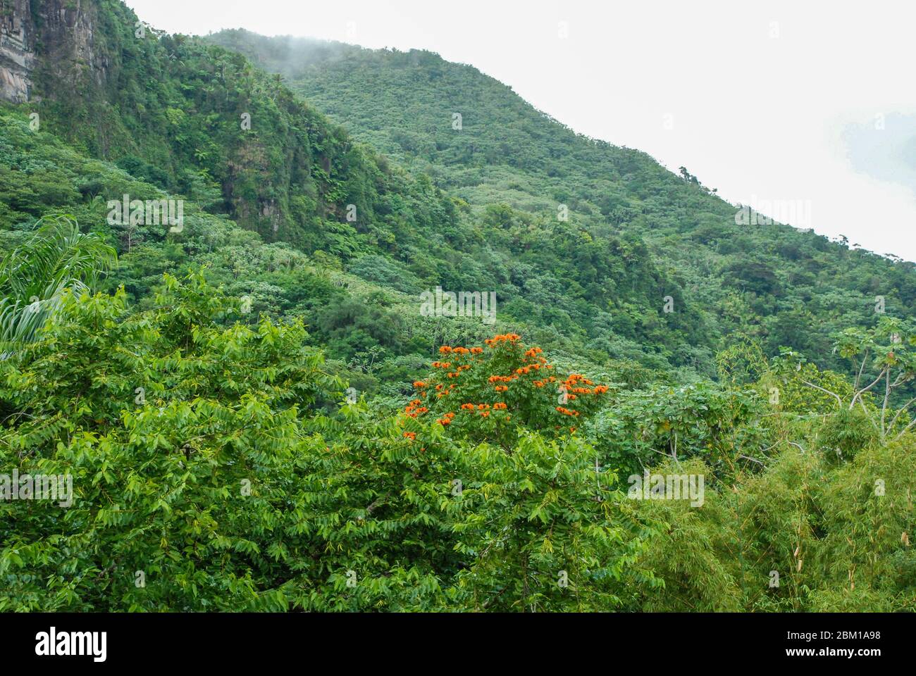El Yunque National Forest on the Caribbean island of Puerto Rico, view ...