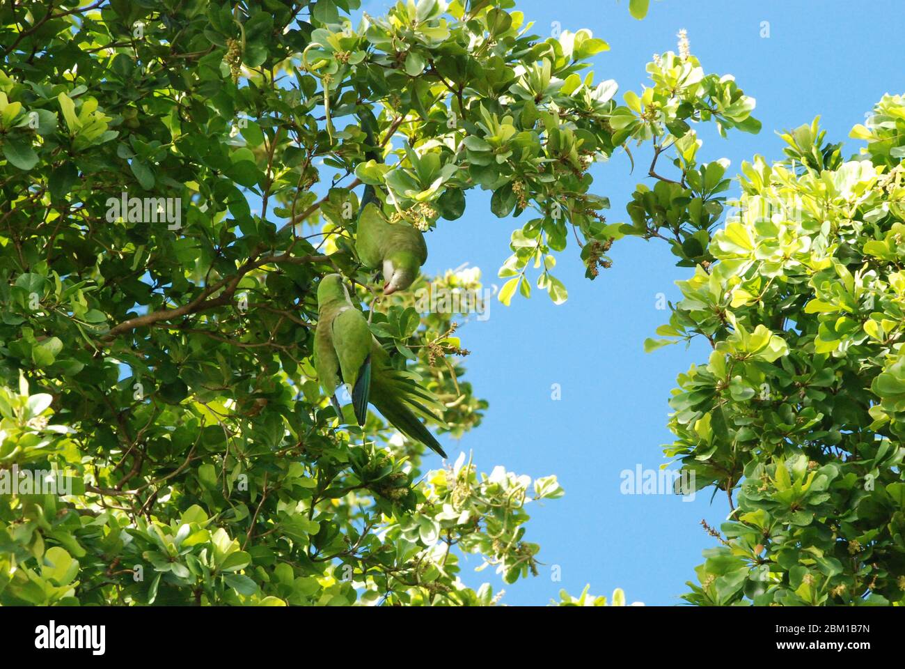 Green parrots feeding in a tree in San Juan old town, the capital of ...