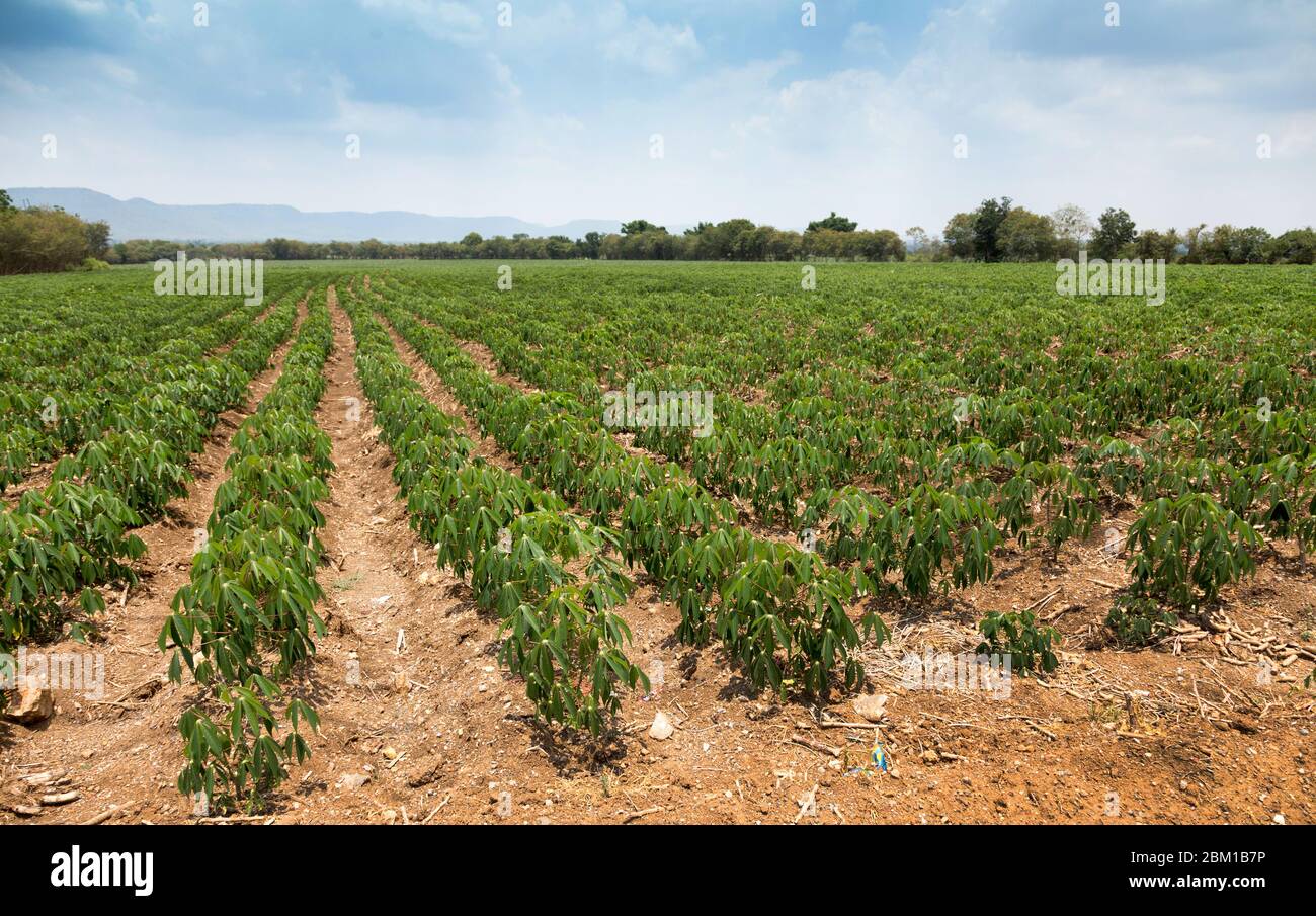 organic cassava field at rural agriculture landscape Stock Photo - Alamy