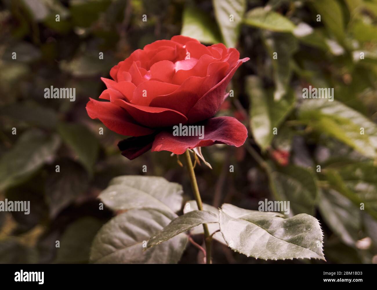 Vintage garden design plan hi-res stock photography and images - Alamy