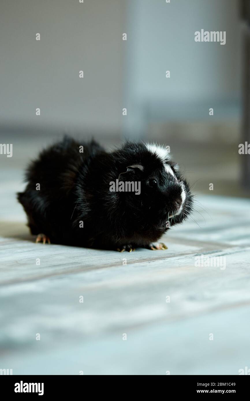 Portrait of black guinea pig or cavy indoors Stock Photo - Alamy
