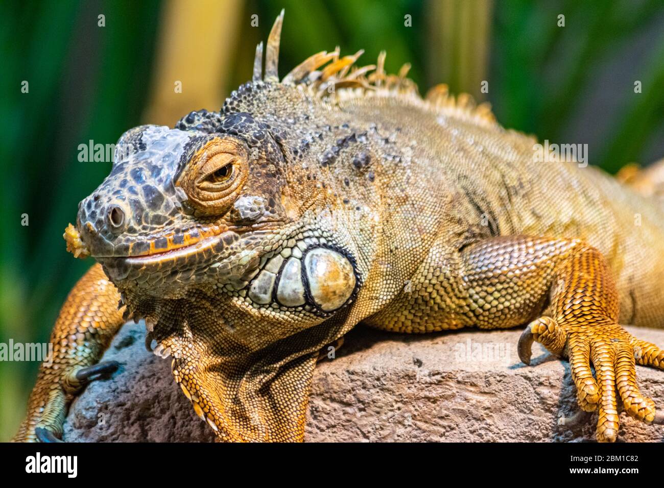 Spain pet iguana hi-res stock photography and images - Alamy