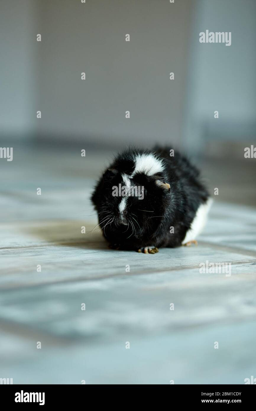 Portrait of black guinea pig or cavy indoors Stock Photo - Alamy