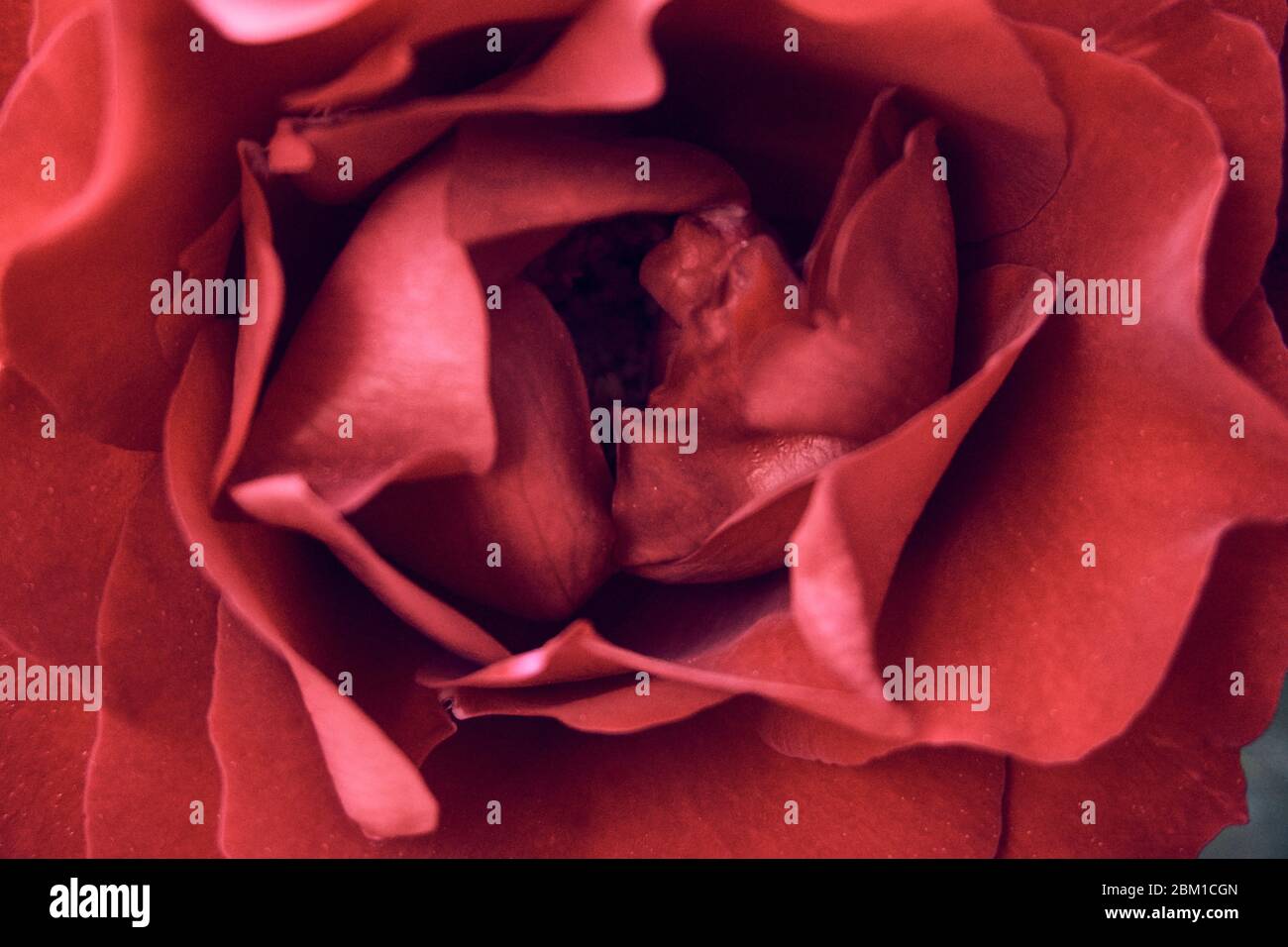 Rose plan hi-res stock photography and images - Alamy