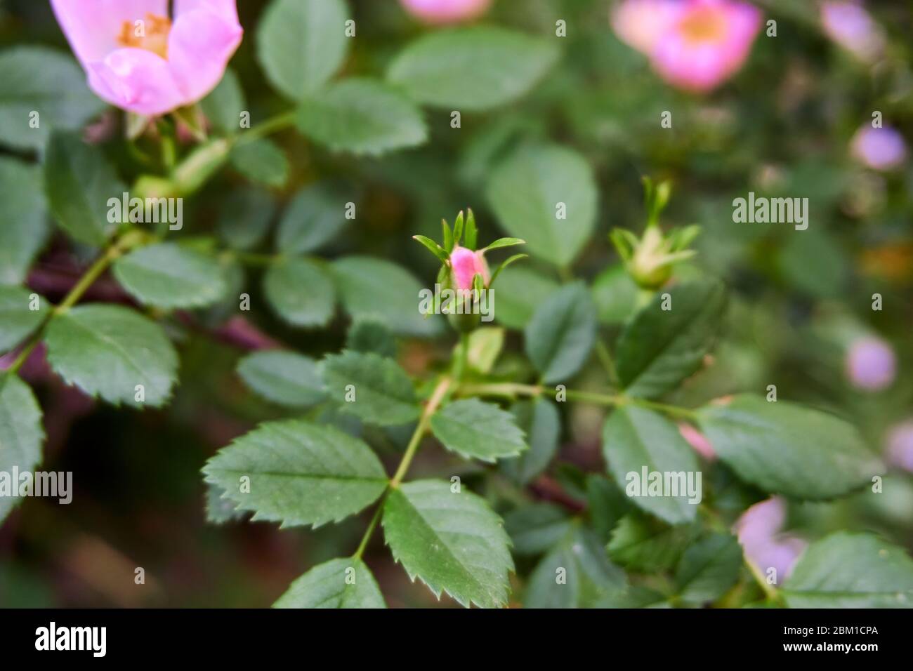 Beautiful valentine hi-res stock photography and images - Alamy