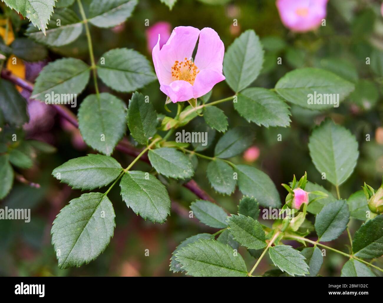 Beautiful valentine hi-res stock photography and images - Alamy