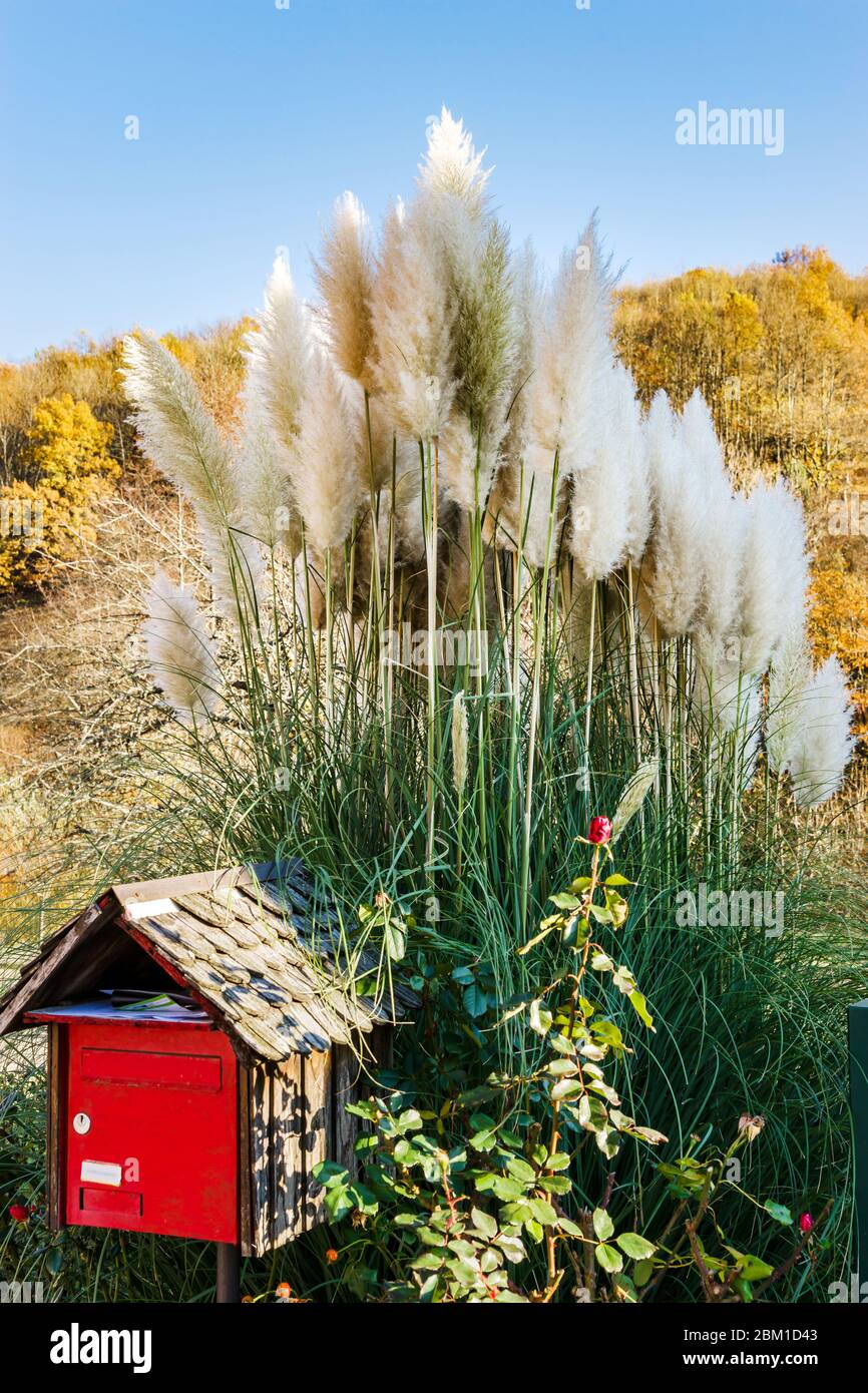Flowering village in Alsace. Sunlit streets full of flowers. France ...