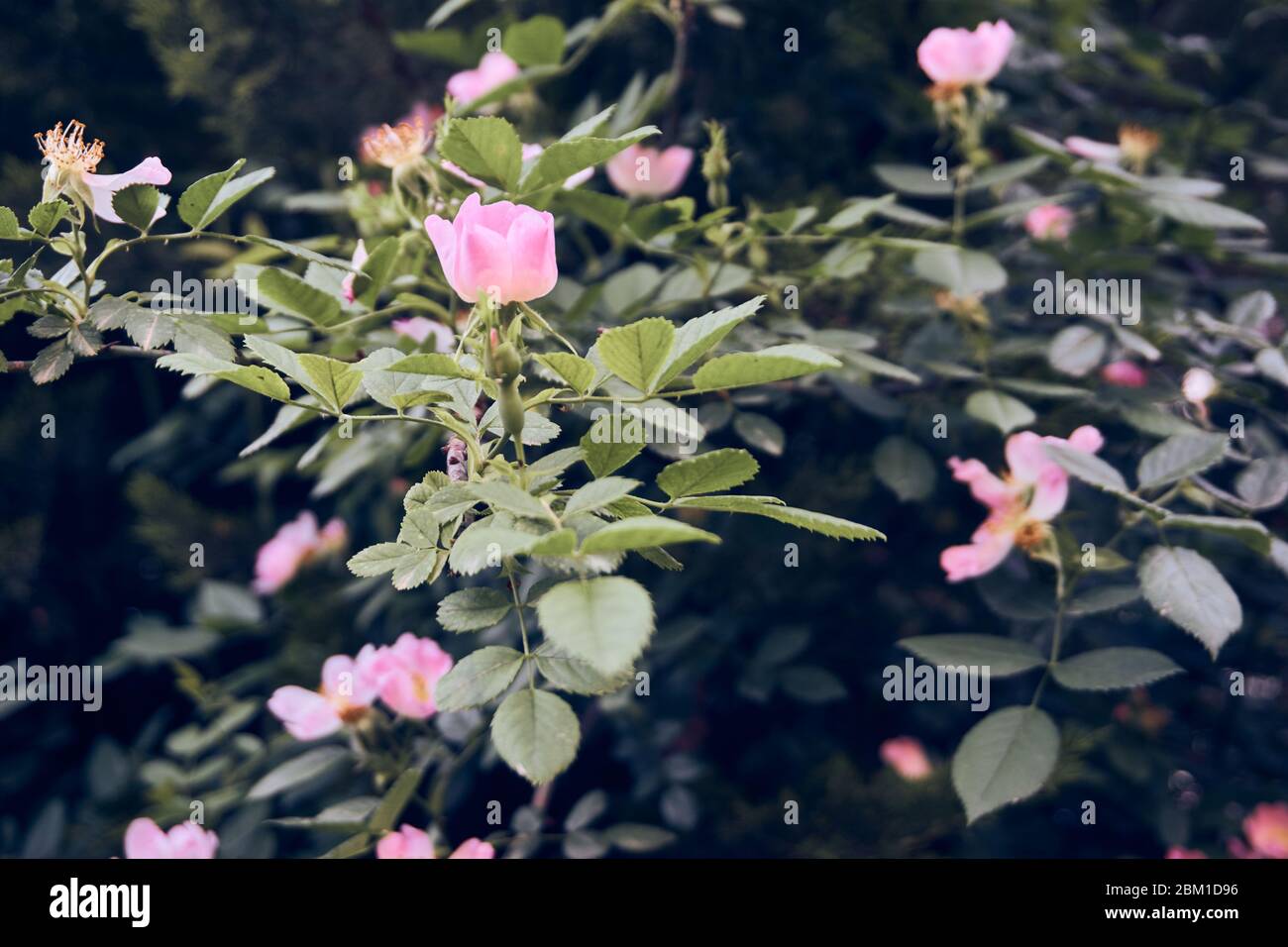 Beautiful valentine hi-res stock photography and images - Alamy