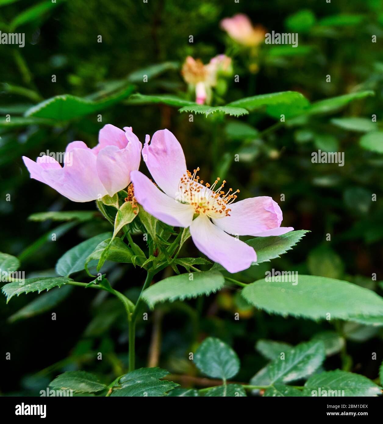 Roses in nature hi-res stock photography and images - Alamy
