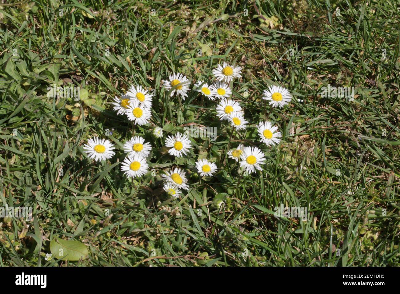 Daisies growing in a lawn Stock Photo - Alamy