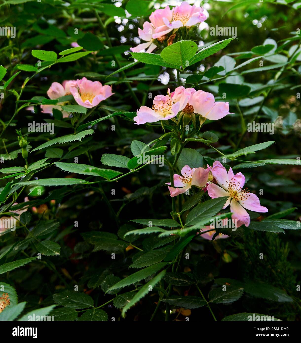 Roses in nature hi-res stock photography and images - Alamy