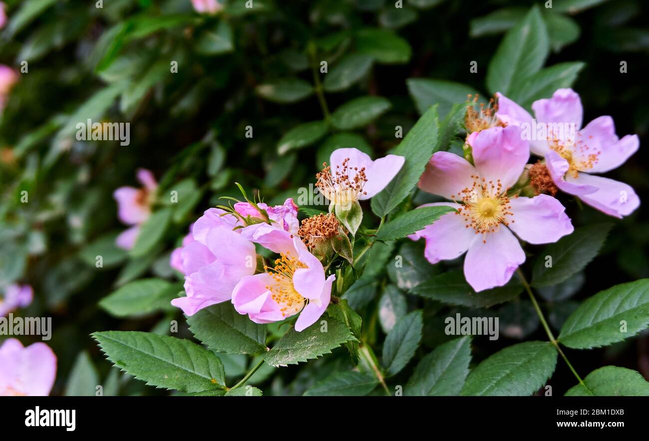 Roses in nature hi-res stock photography and images - Alamy