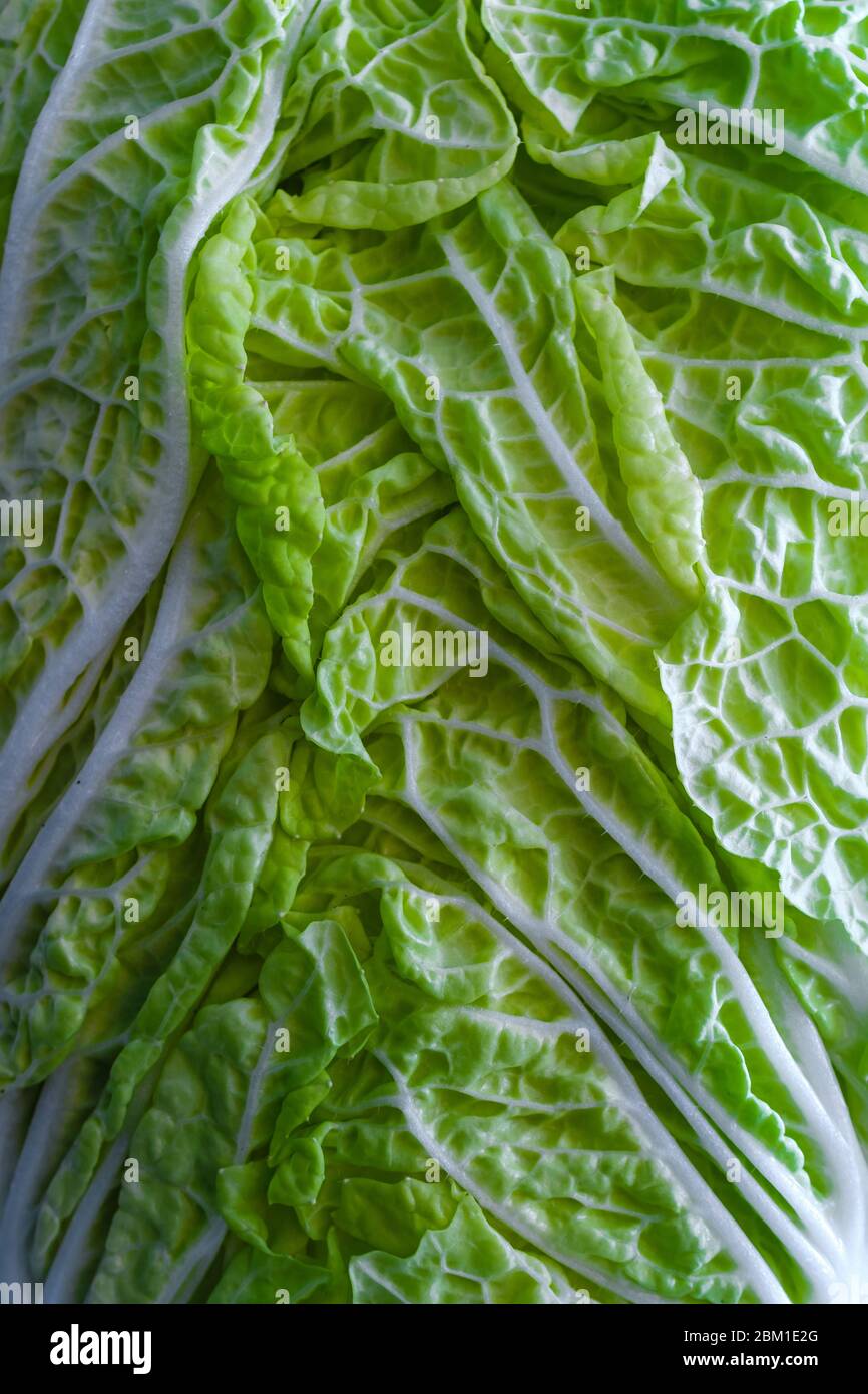 leaf of fresh chinese cabbage or napa cabbage texture Stock Photo - Alamy