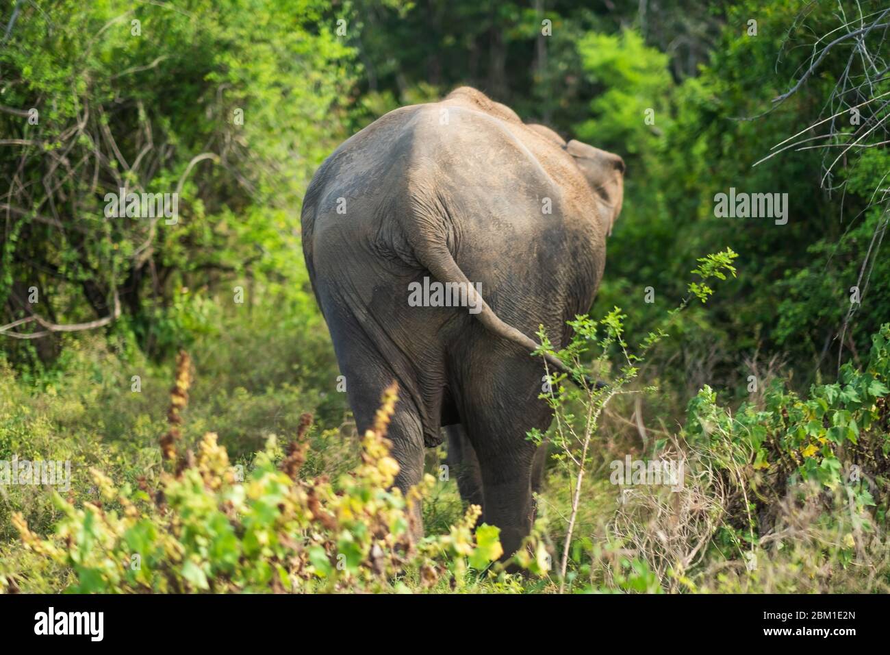 rear view of an elephant ass in the bush in Sri Lanka Stock Photo - Alamy