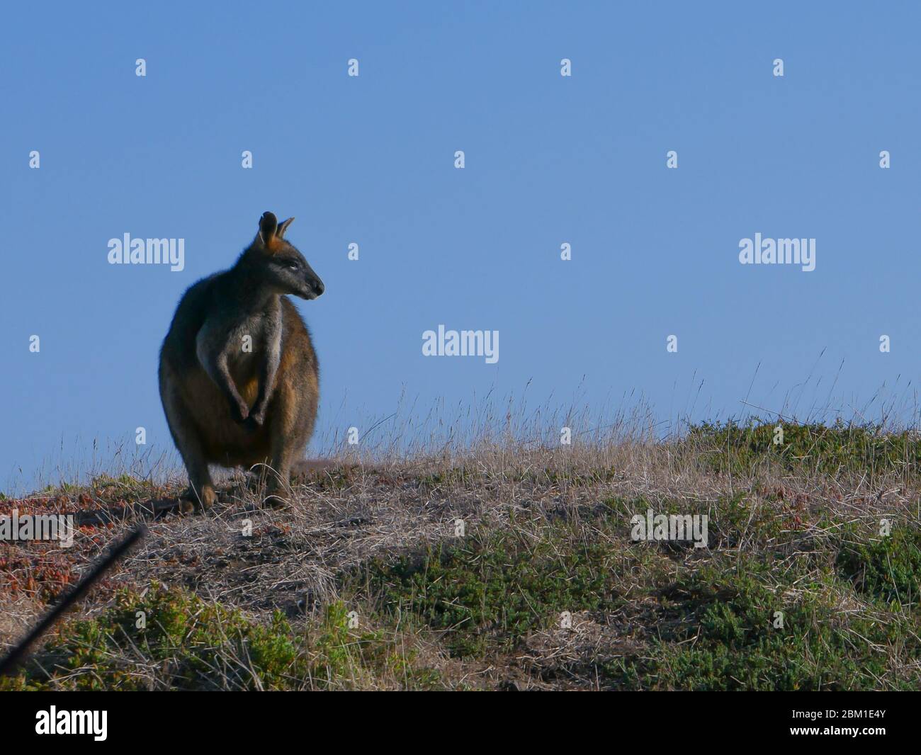 Fat Wallaby Penguin / Phillip island Stock Photo - Alamy
