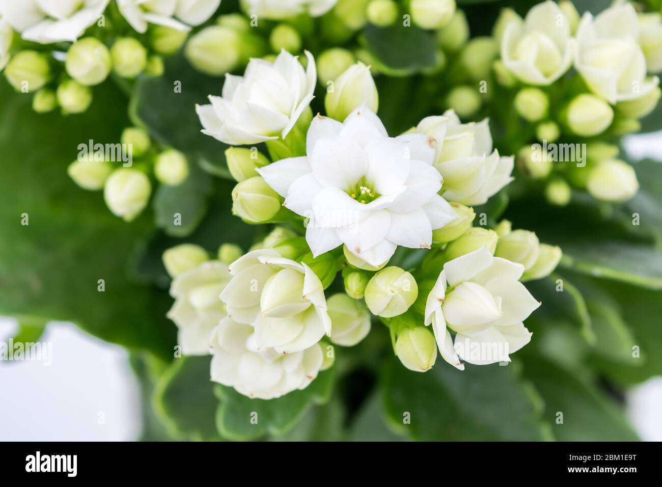 Flaming Katy plant with White flowers in a pot isolated on white ...