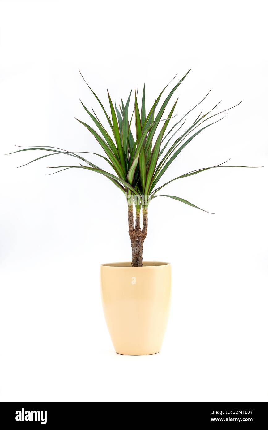 Dragon tree plant houseplant Cut Out Stock Images & Pictures - Alamy