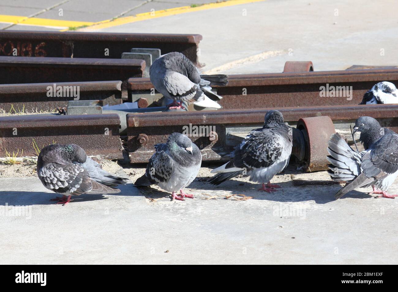 Fan tail pigeon hi-res stock photography and images - Alamy