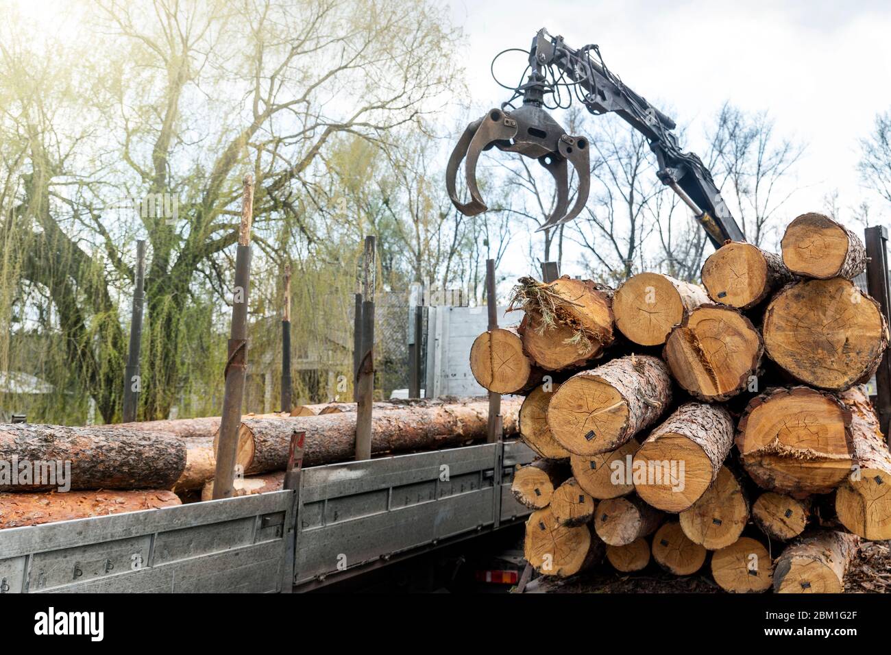 Loading heavy industrial truck trailer with big timber pine, spruce ...