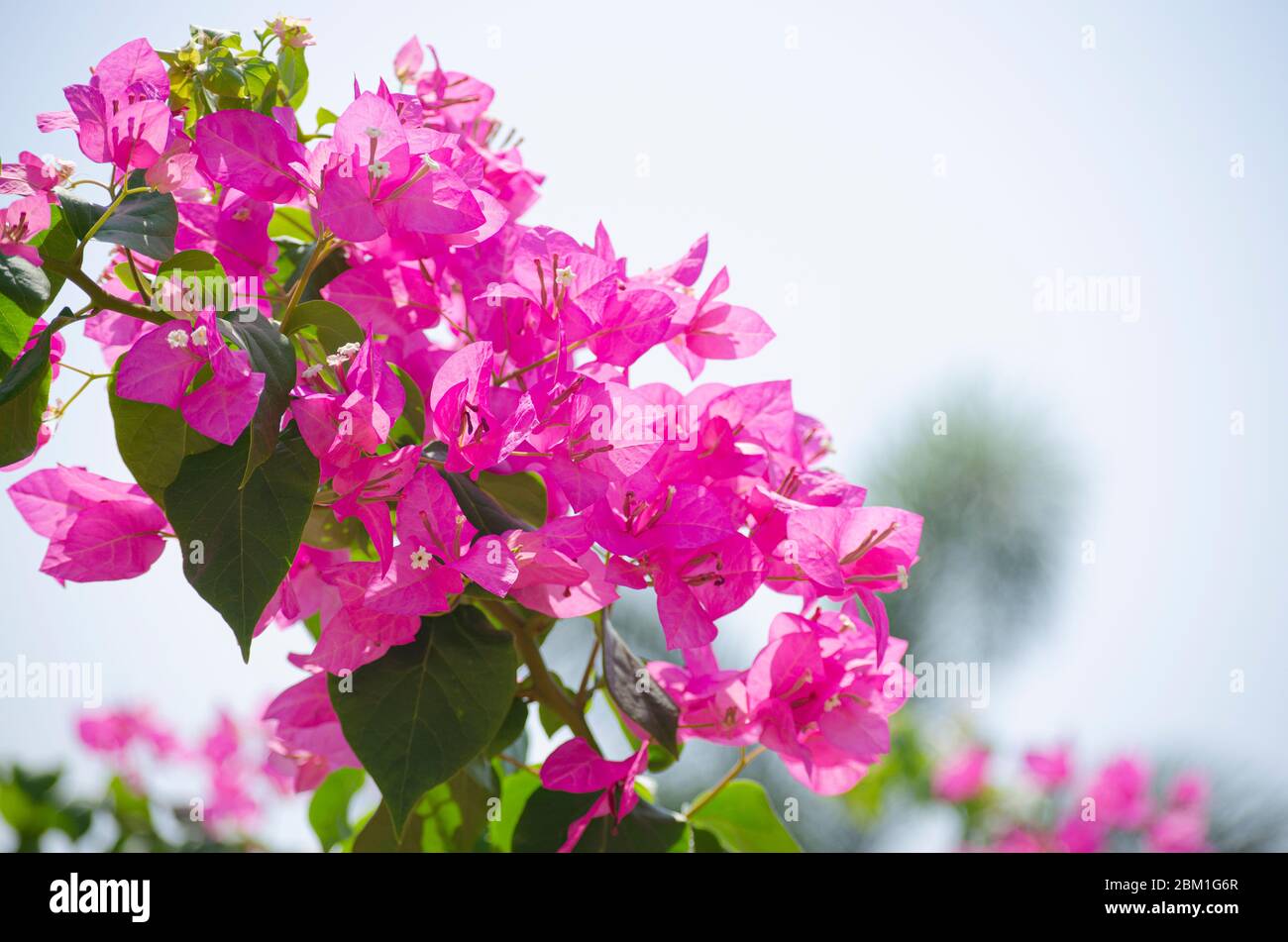 Pink bougainvilleas hi-res stock photography and images - Alamy